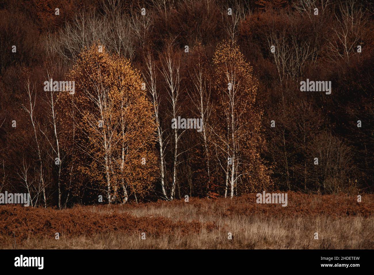 Forest scene backdrop hi-res stock photography and images - Alamy