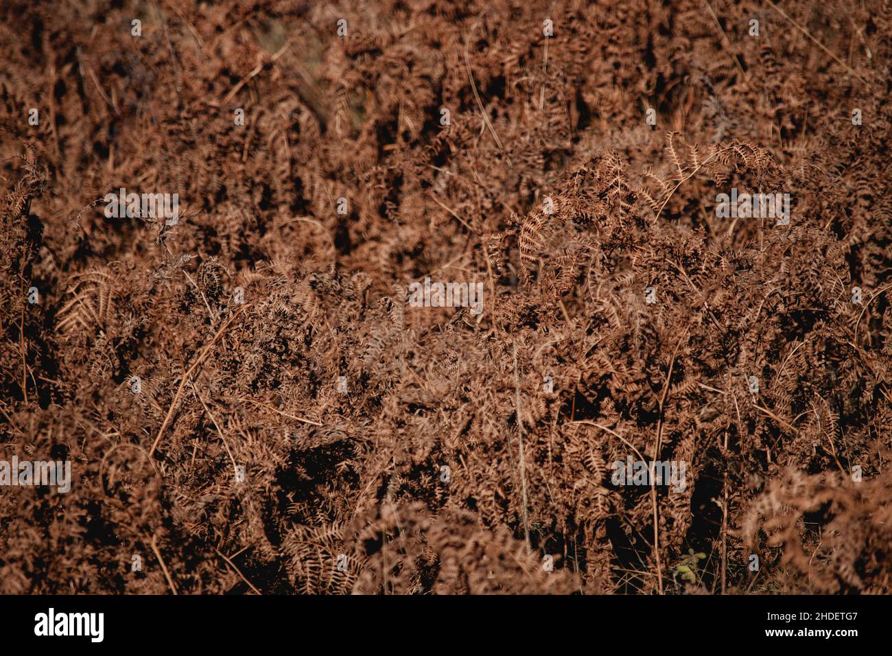 Fall grass texture in hi-res stock photography and images - Alamy