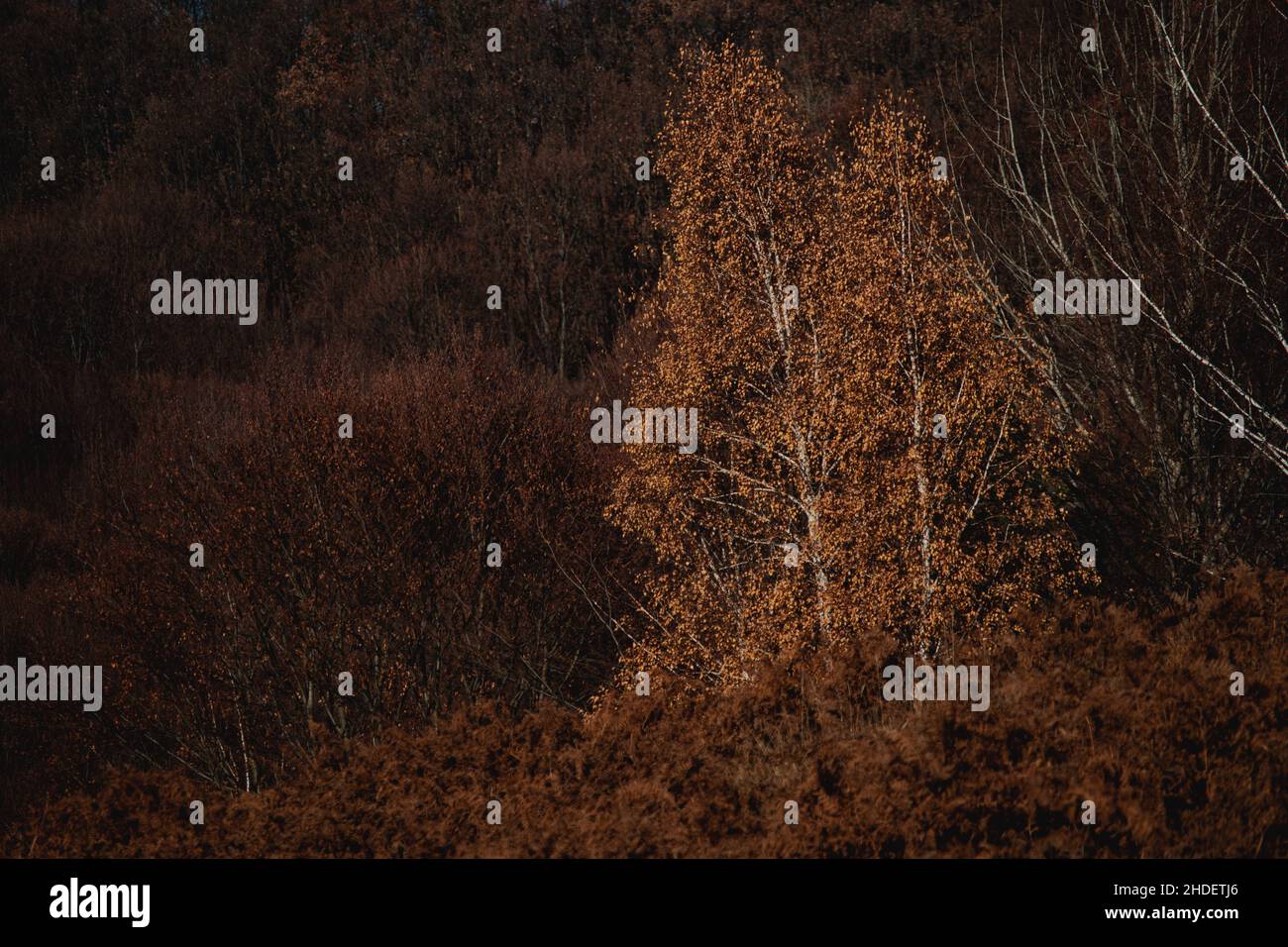 Moody colors hi-res stock photography and images - Alamy