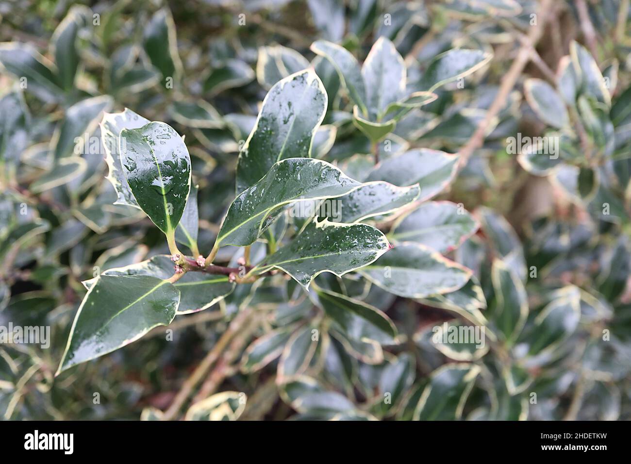 Ilex aquifolium silver lining hi-res stock photography and images - Alamy