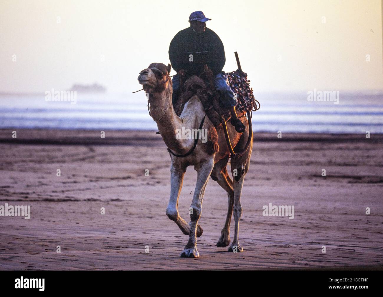 Man riding camel on the beach at sunset, Essaouira, Morocco, photo: Bo ...