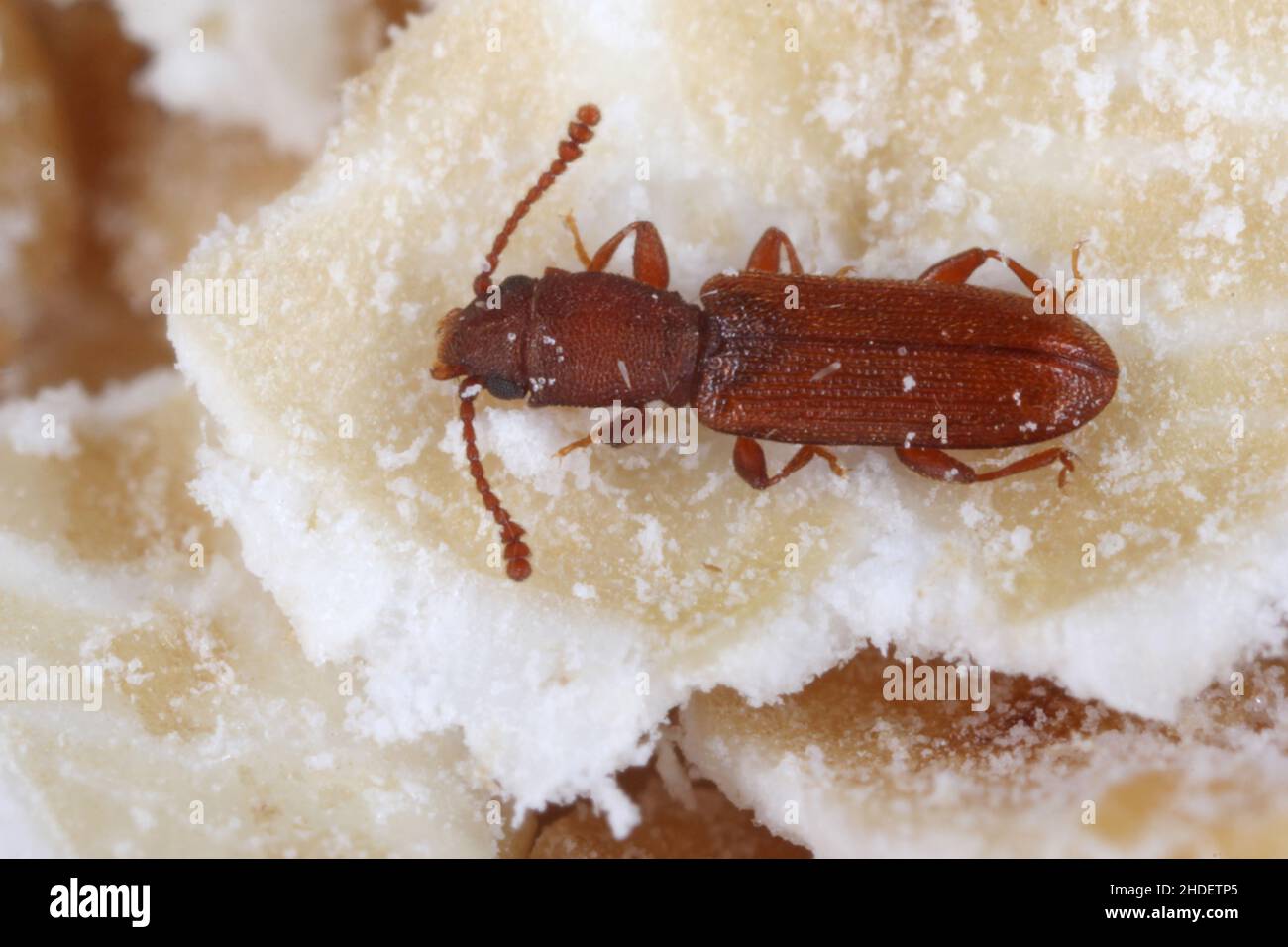 Unidentatus High Resolution Stock Photography and Images - Alamy