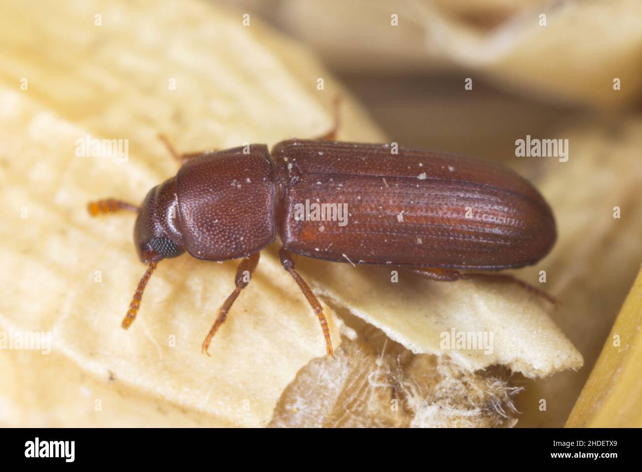 The red flour beetle Tribolium castaneum on the barley grain. It is a ...