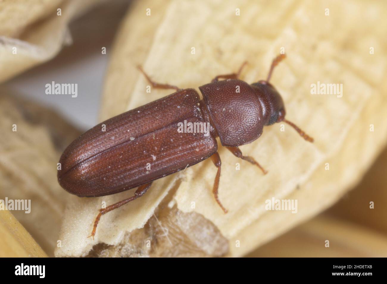 The red flour beetle Tribolium castaneum on the barley grain. It is a ...
