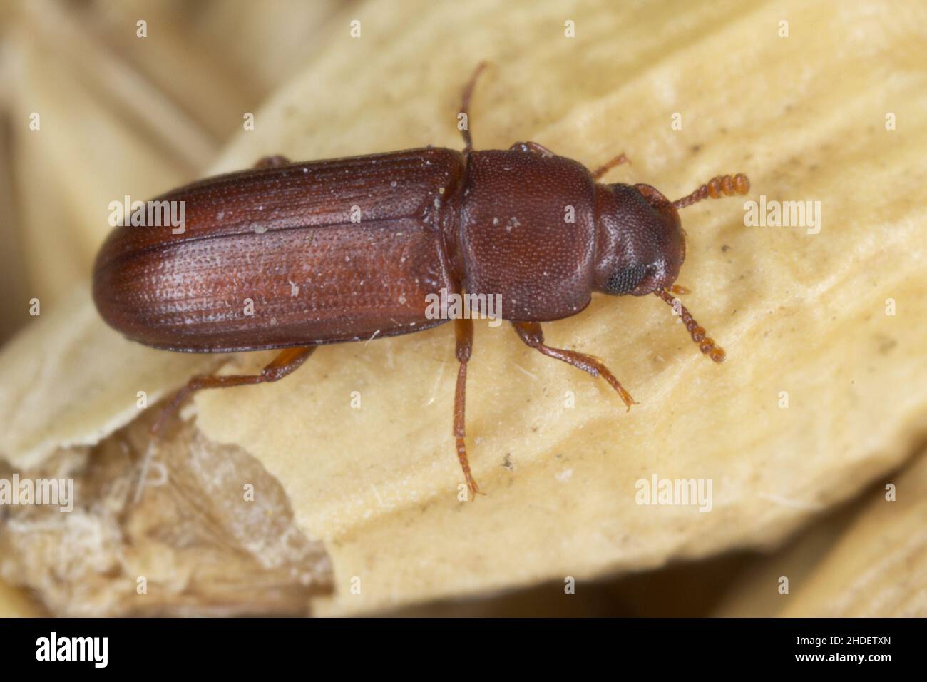 The red flour beetle Tribolium castaneum on the barley grain. It is a ...
