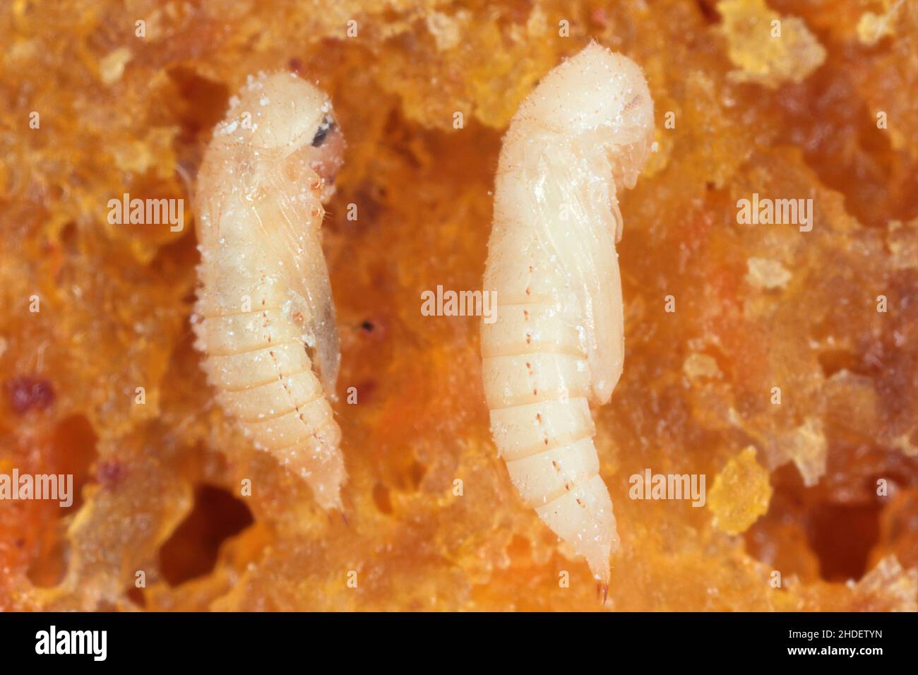 The pupae (older an young) of red flour beetle Tribolium castaneum. It ...