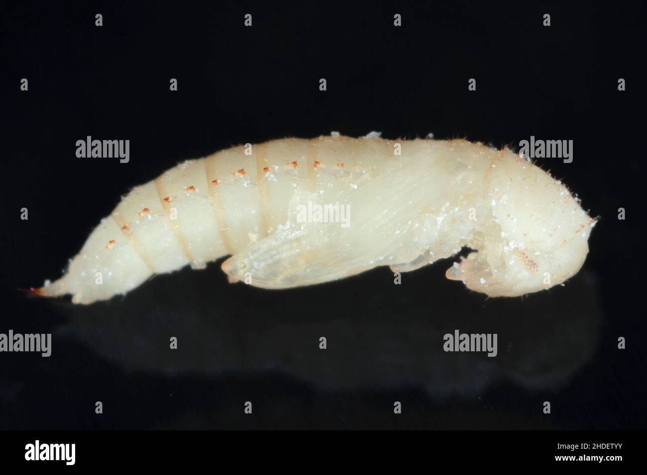 The pupa of red flour beetle Tribolium castaneum on black background ...