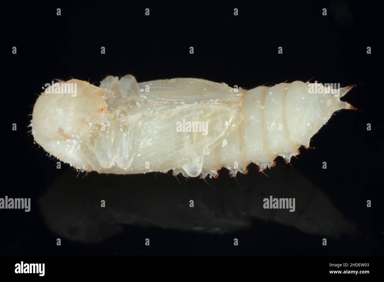 Panorpidae Larvae