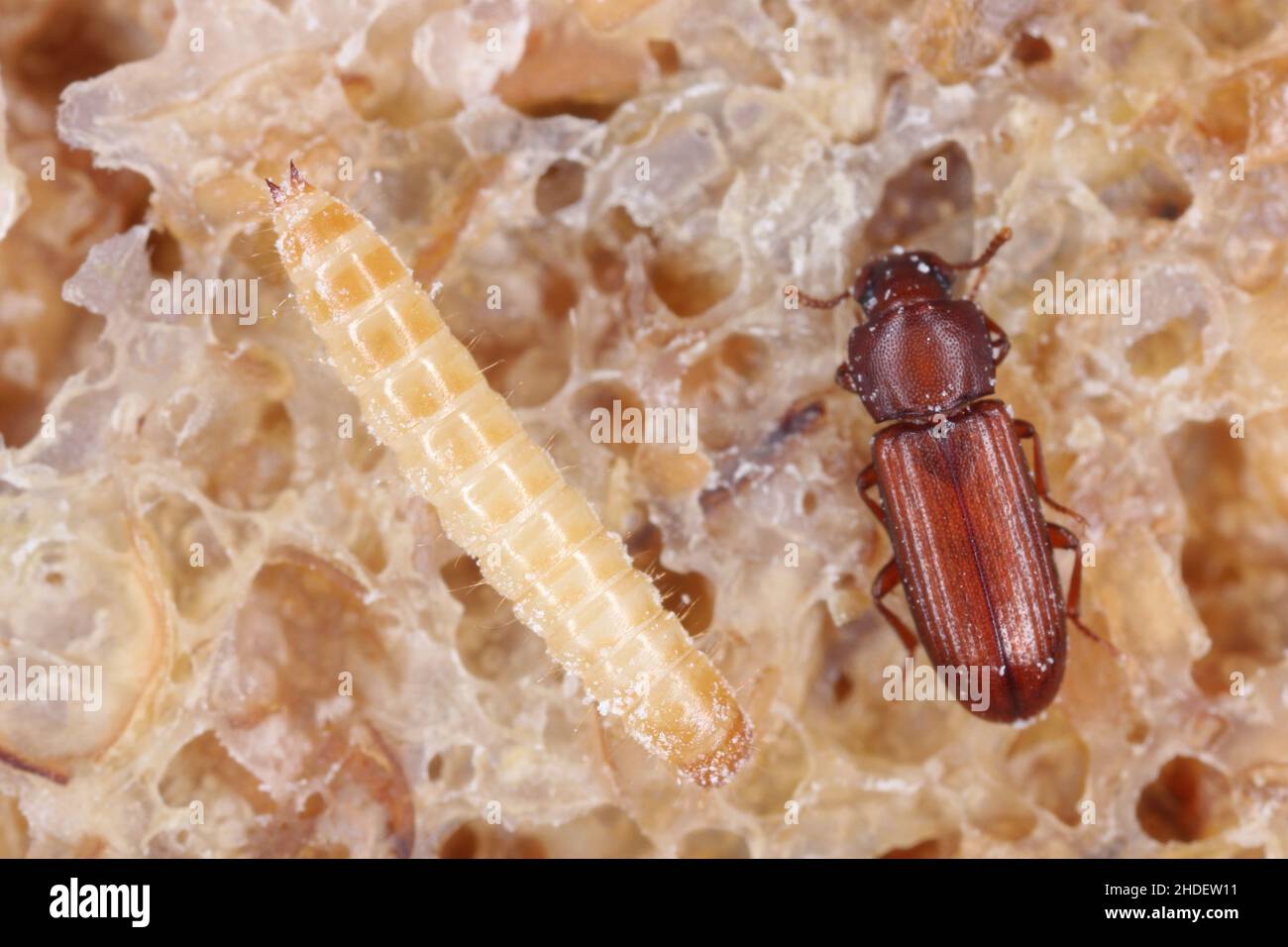 Larva Of The Flour Beetle Hi res Stock Photography And Images Alamy Larva Of The Flour Beetle Hi res Stock Photography And Images Alamy