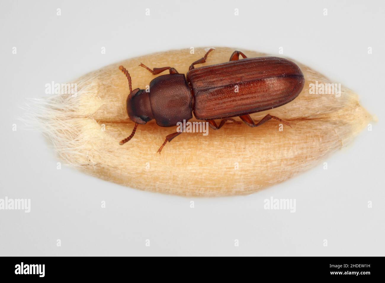 The confused flour beetle Tribolium confusum is a type of darkling ...