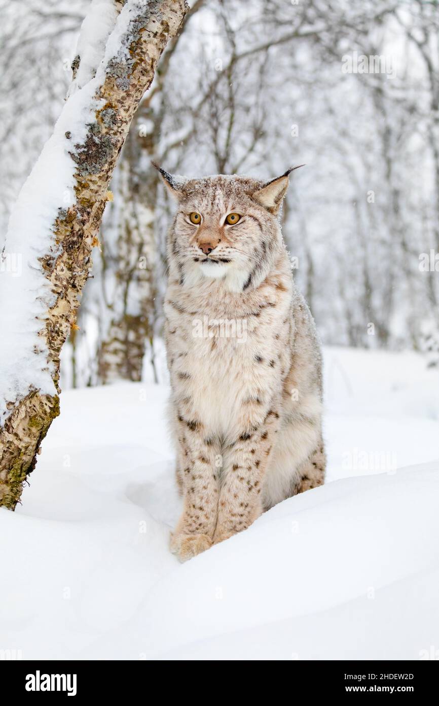 Close portrait beautiful lynx hi-res stock photography and images - Alamy