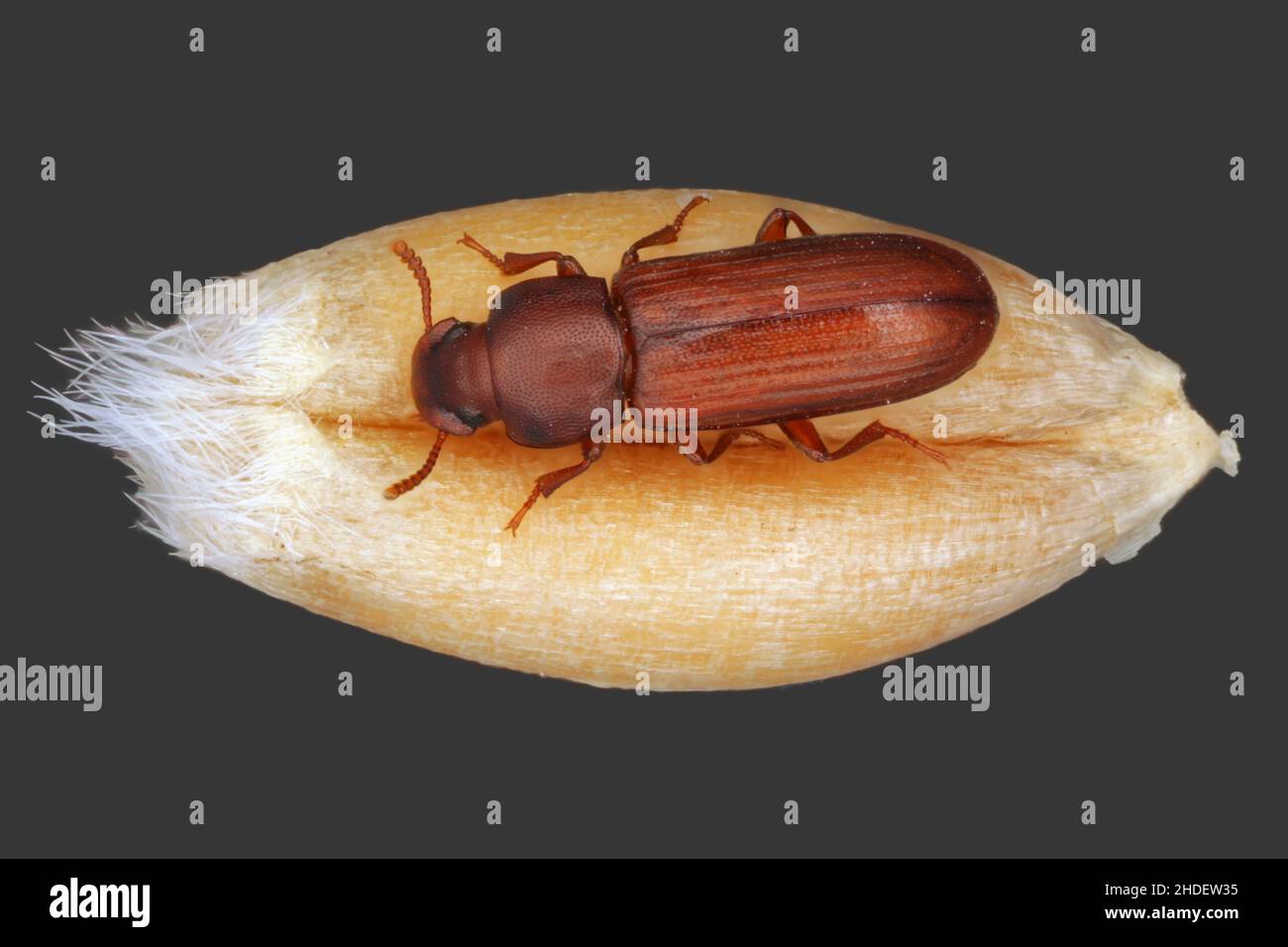 The confused flour beetle Tribolium confusum is a type of darkling ...