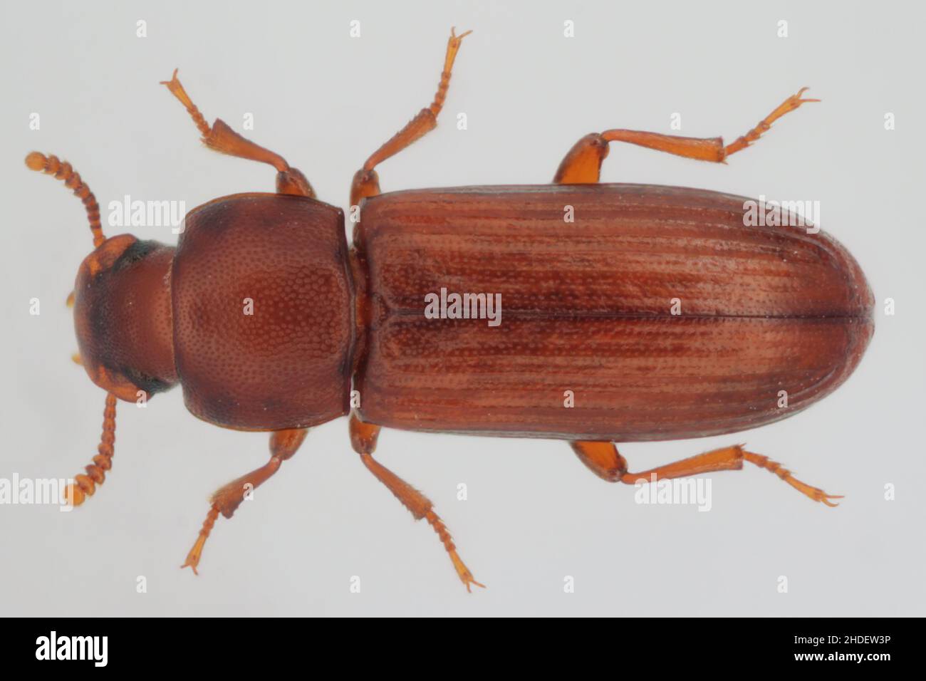The confused flour beetle Tribolium confusum is a type of darkling ...