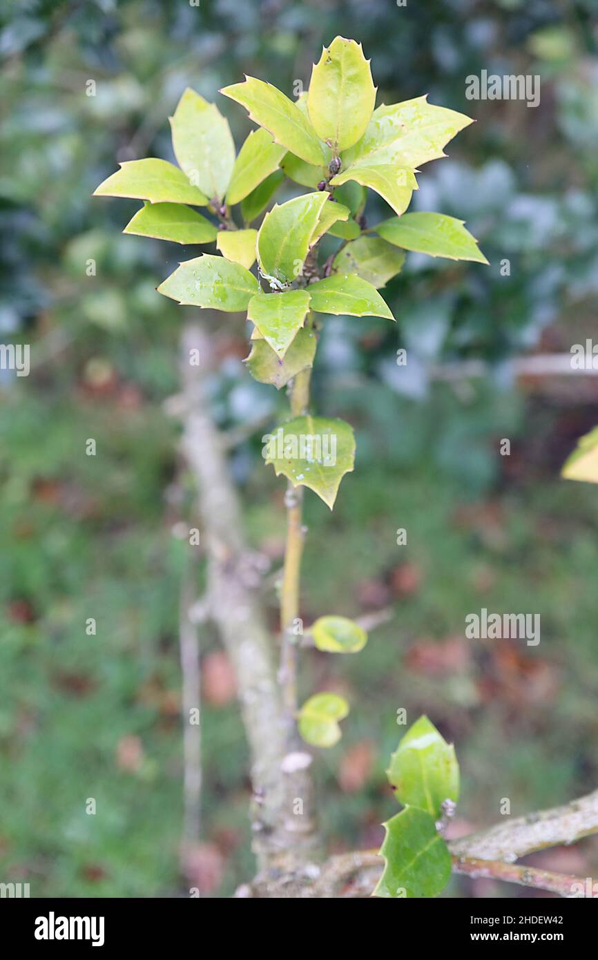 Leaves with spiny margins hi-res stock photography and images - Alamy