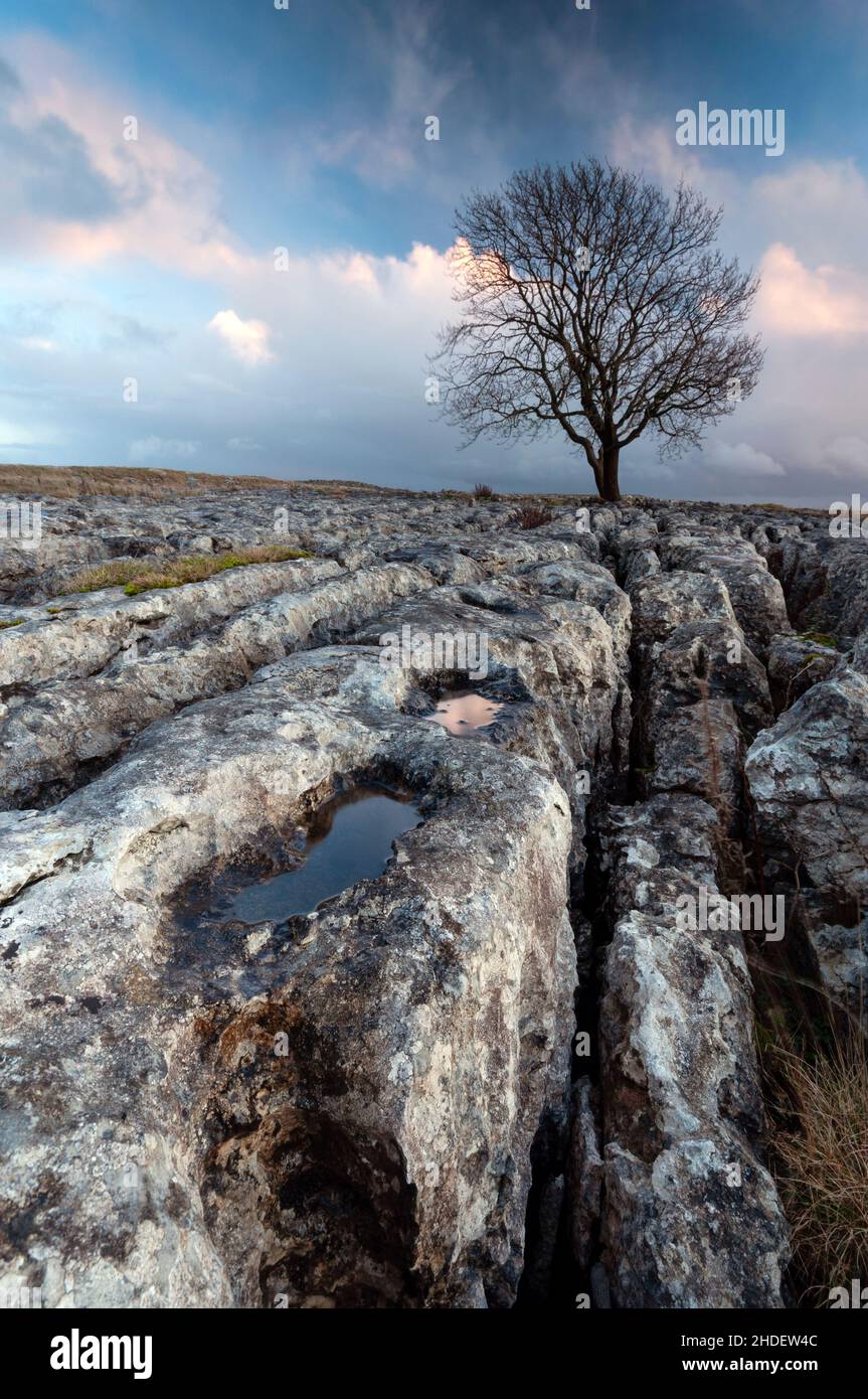 lone tree on malham limestone pavement Stock Photo - Alamy