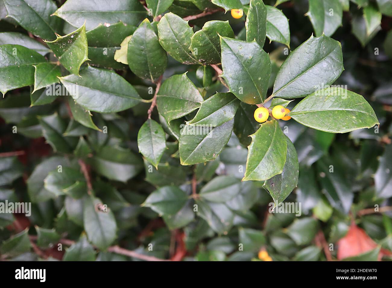 Ilex opaca f. xanthocarpa yellow-berried American holly – orange yellow ...
