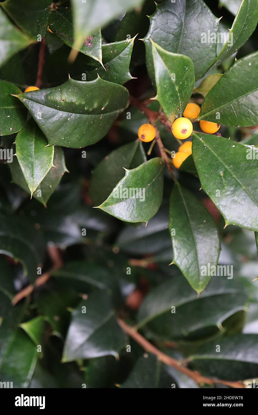 Ilex opaca f. xanthocarpa yellow-berried American holly – orange yellow ...