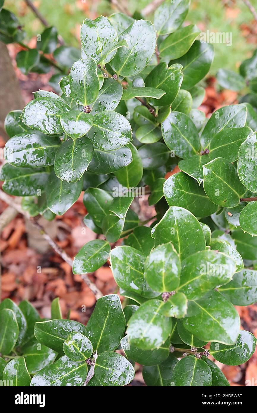 Azorean holly hi-res stock photography and images - Alamy