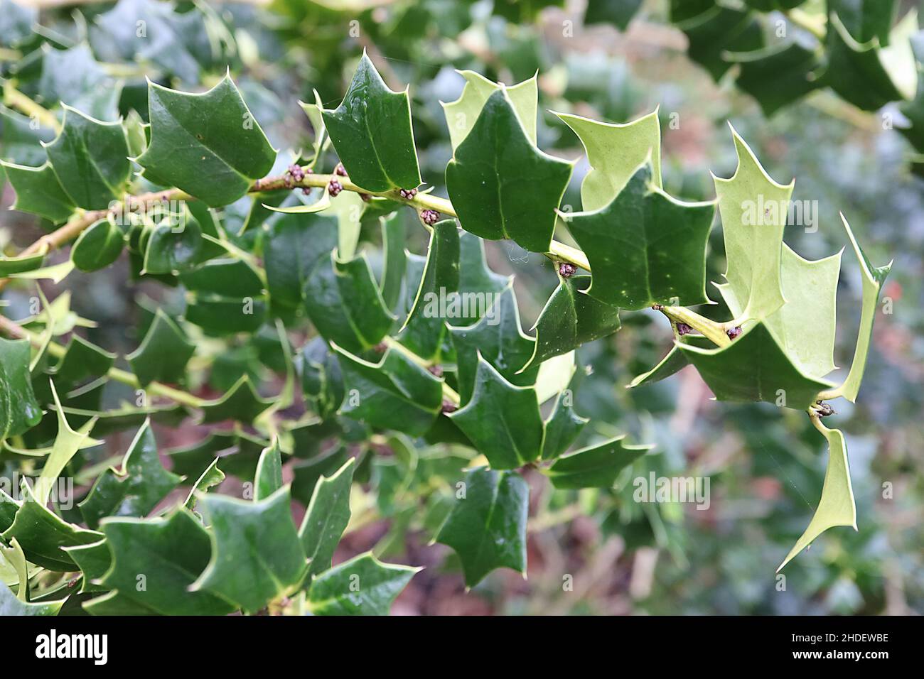 Ilex pernyi ??? Perny’s holly – small mid green triangular spiny leaves ...