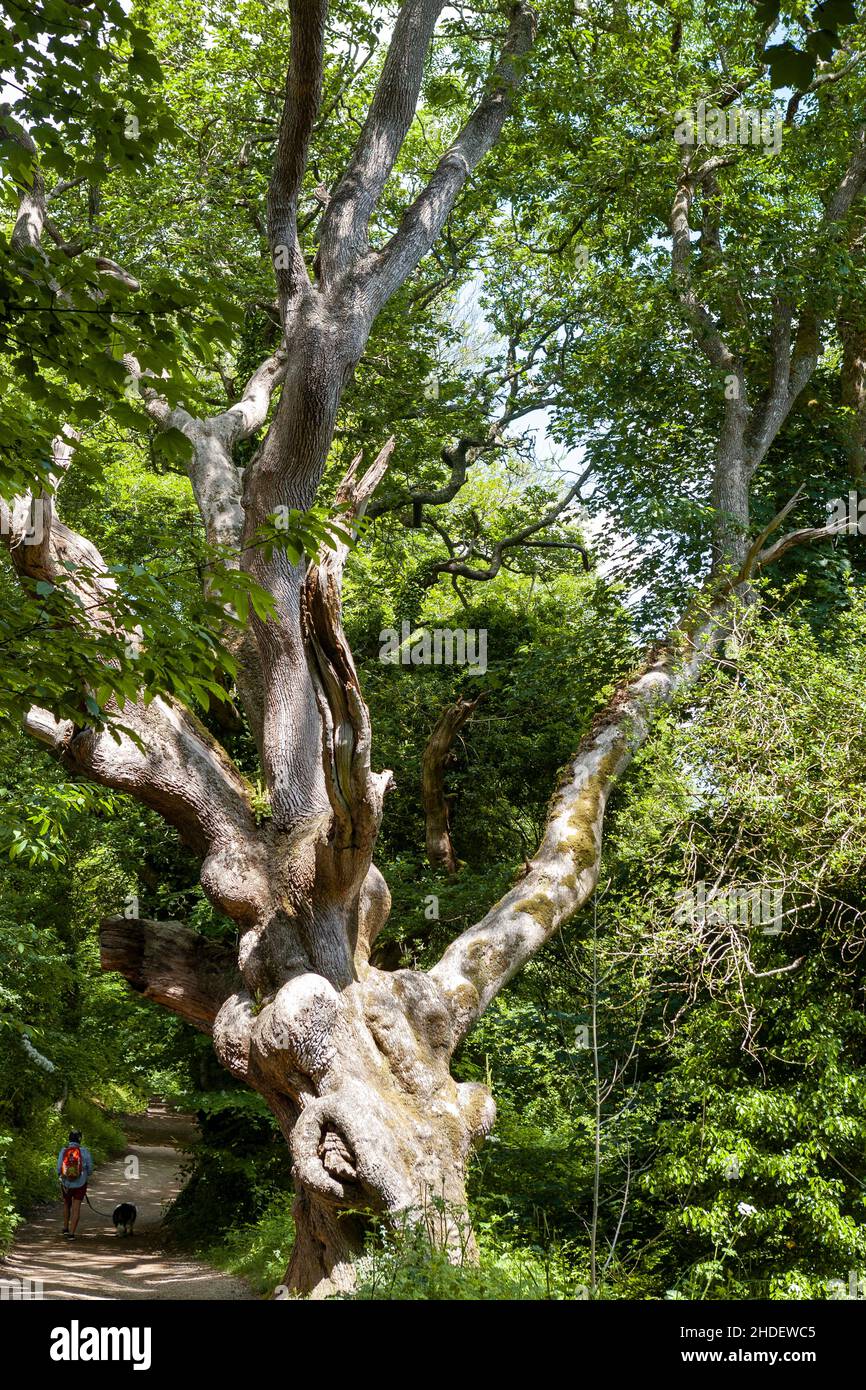 A female walker and dog pass a huge gnarled old oak tree on the ...