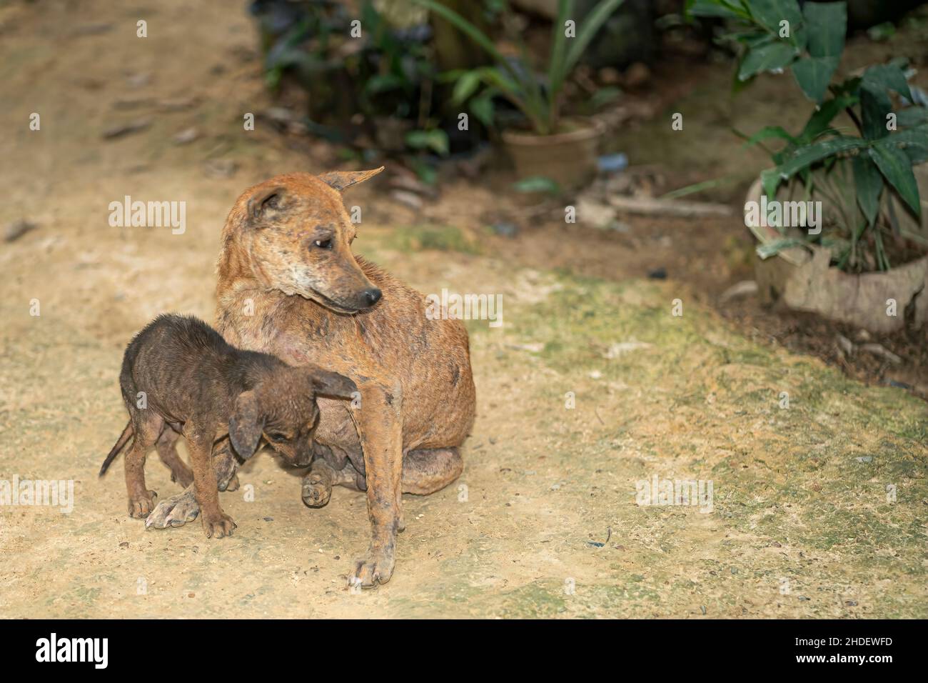 A sickly looking dog with its puppy. Selective focus points Stock Photo ...