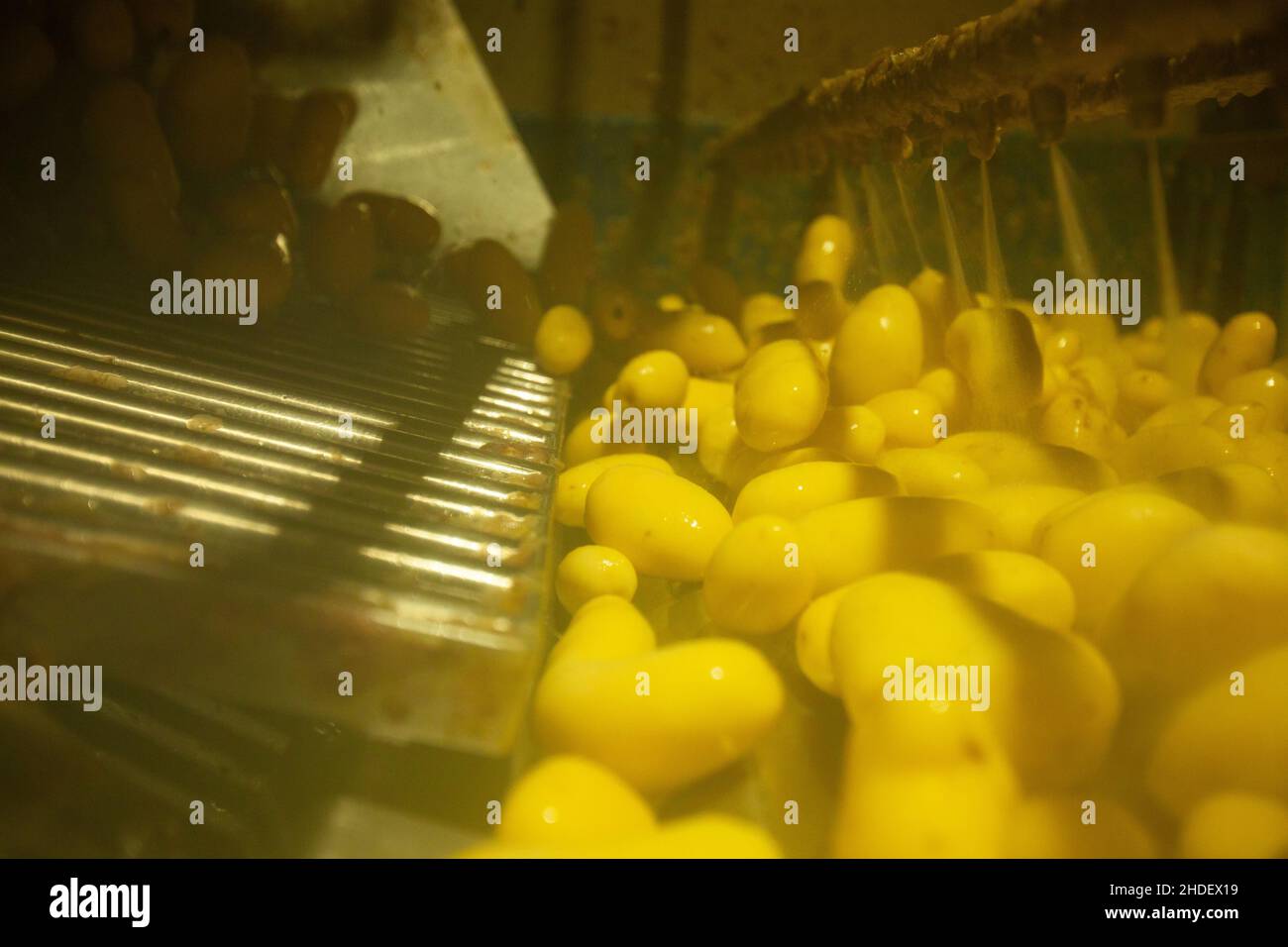 Potato chips processing hi-res stock photography and images - Alamy