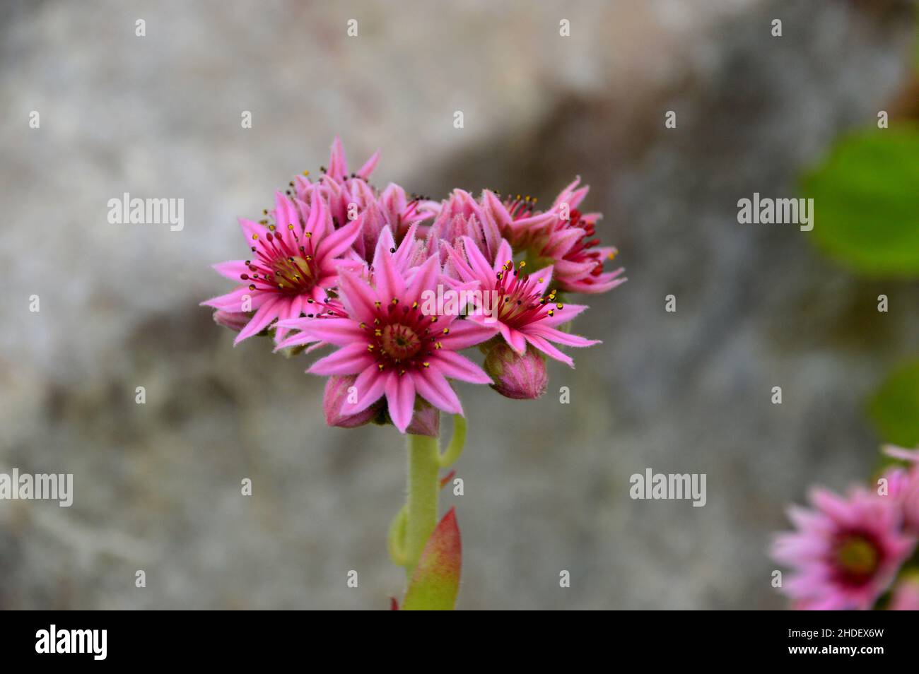 Pink star-shaped Sempervivum 'Banyan' (Houseleek) Flowers grown in the ...