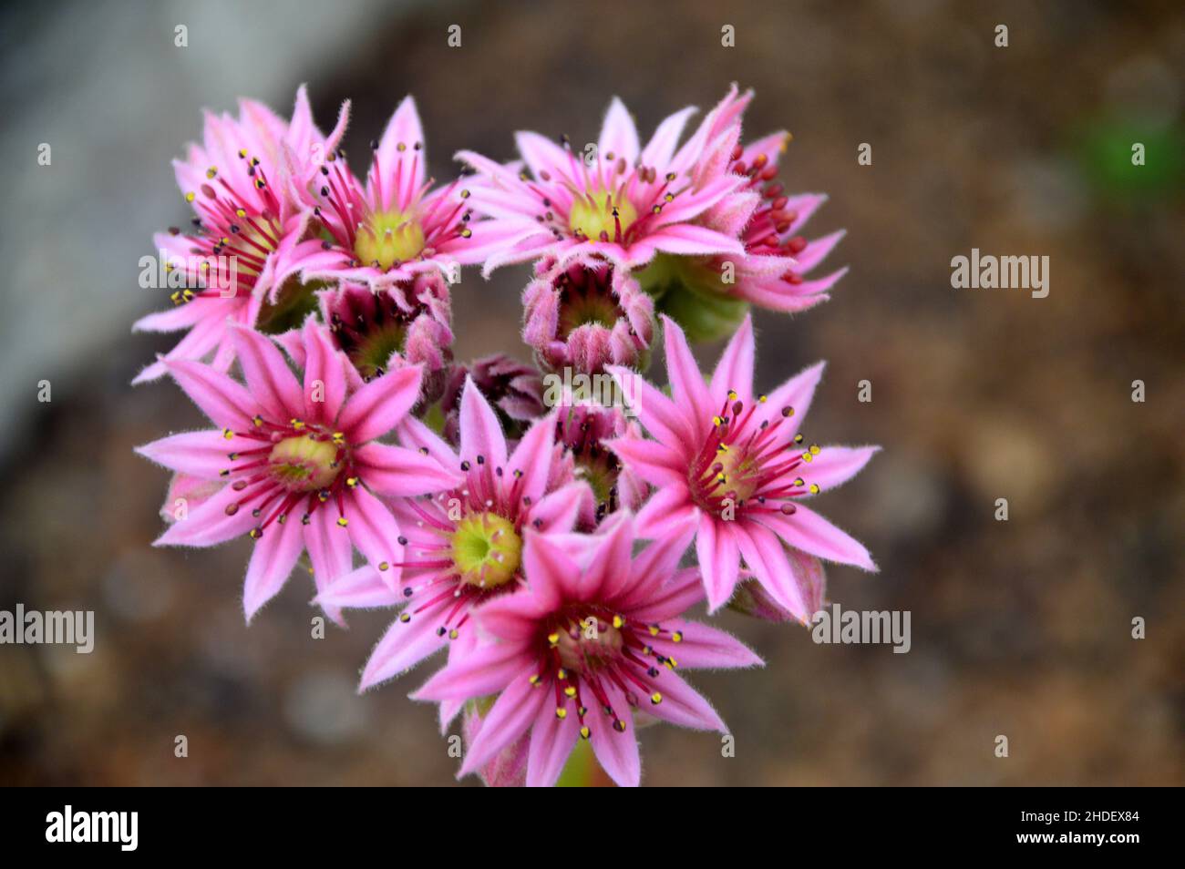Pink star-shaped Sempervivum 'Banyan' (Houseleek) Flowers grown in the ...