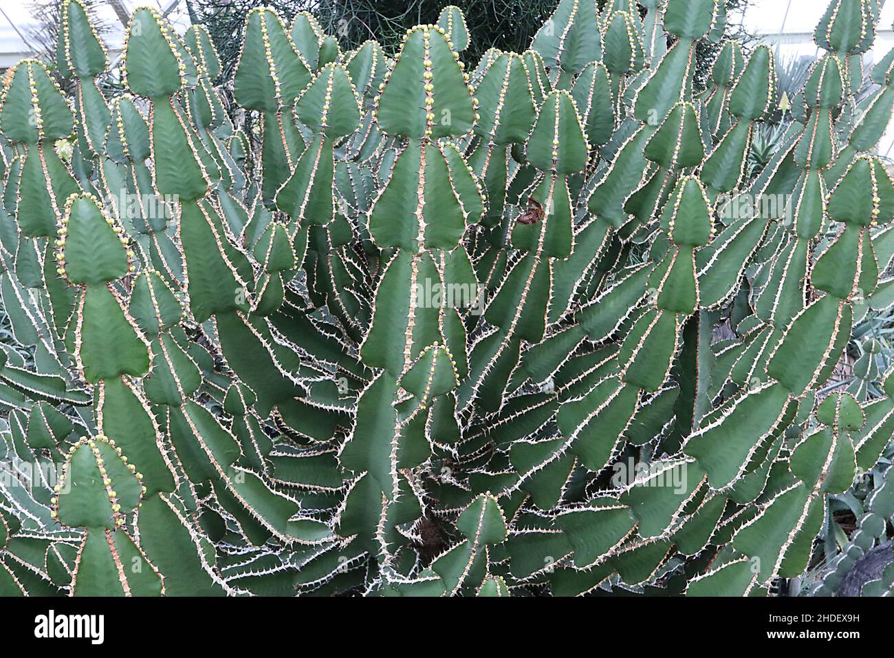 Euphorbia rowlandii Levuvhu euphorbia – multiple upright branches of ...