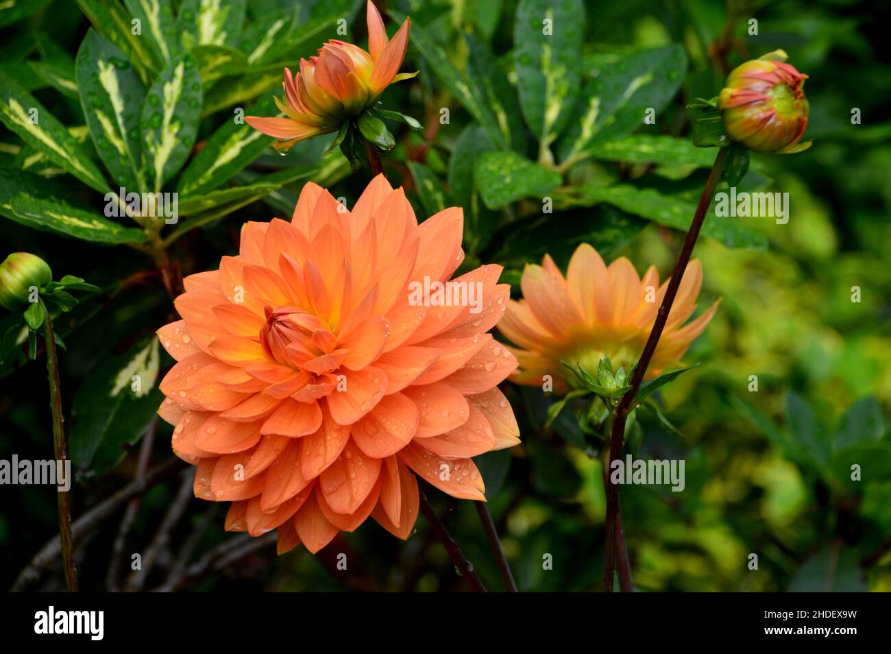 Single Pale Orange (waterlily-style) Dahlia 'Gwyneth' Flower grown in ...
