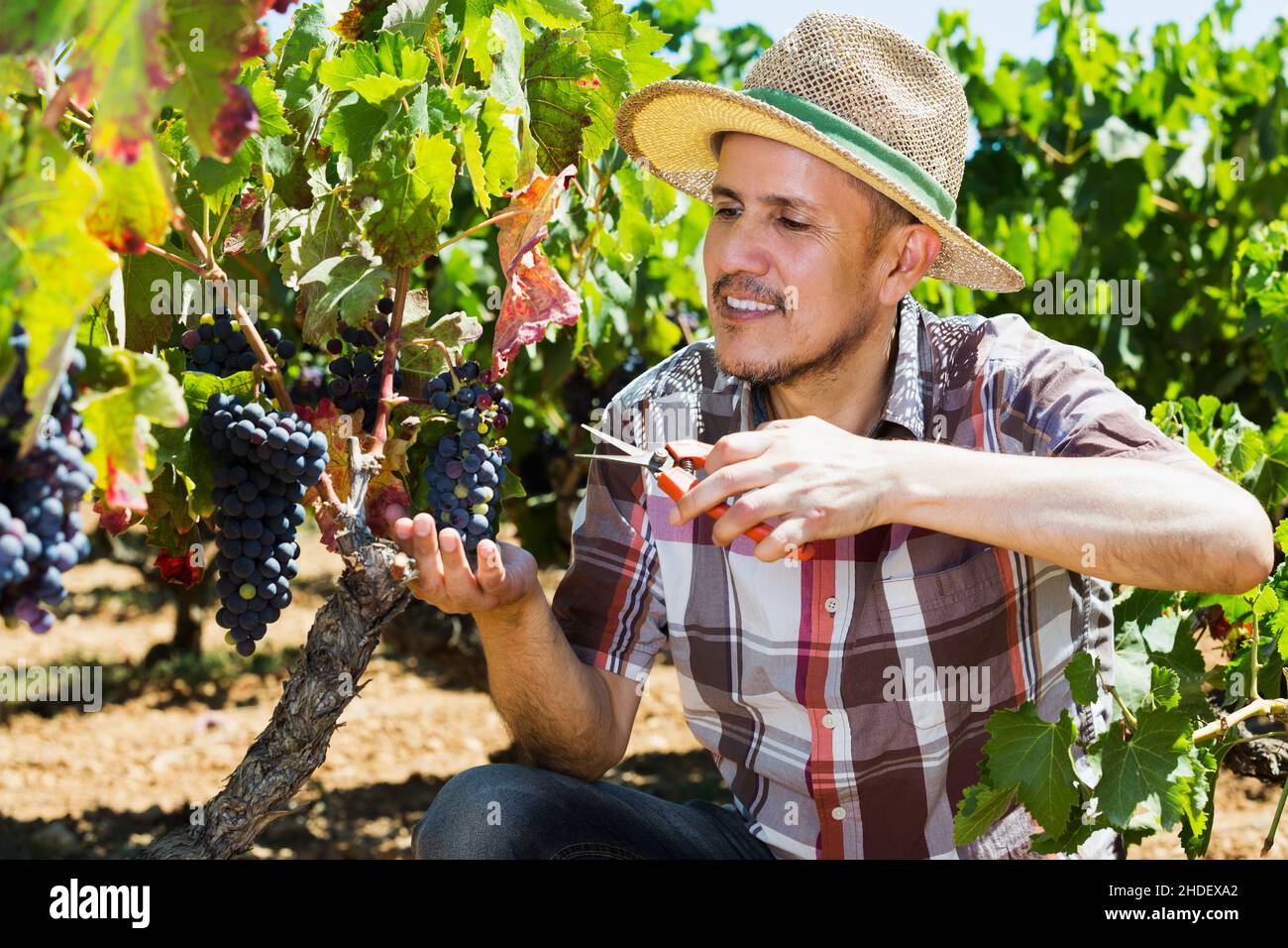 Smiling man harvesting grapes hi-res stock photography and images - Alamy