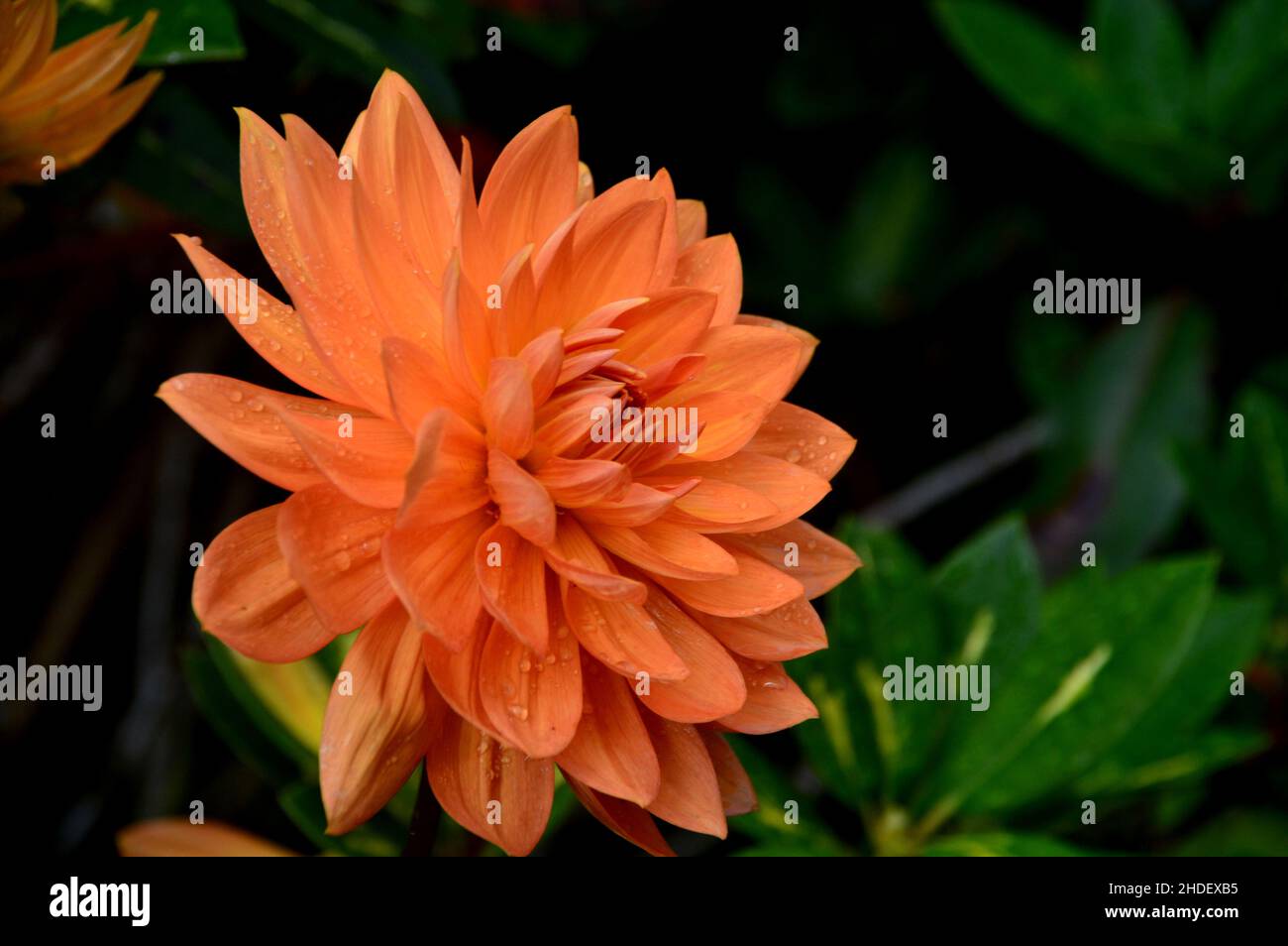Single Pale Orange (waterlily-style) Dahlia 'Gwyneth' Flower grown in ...