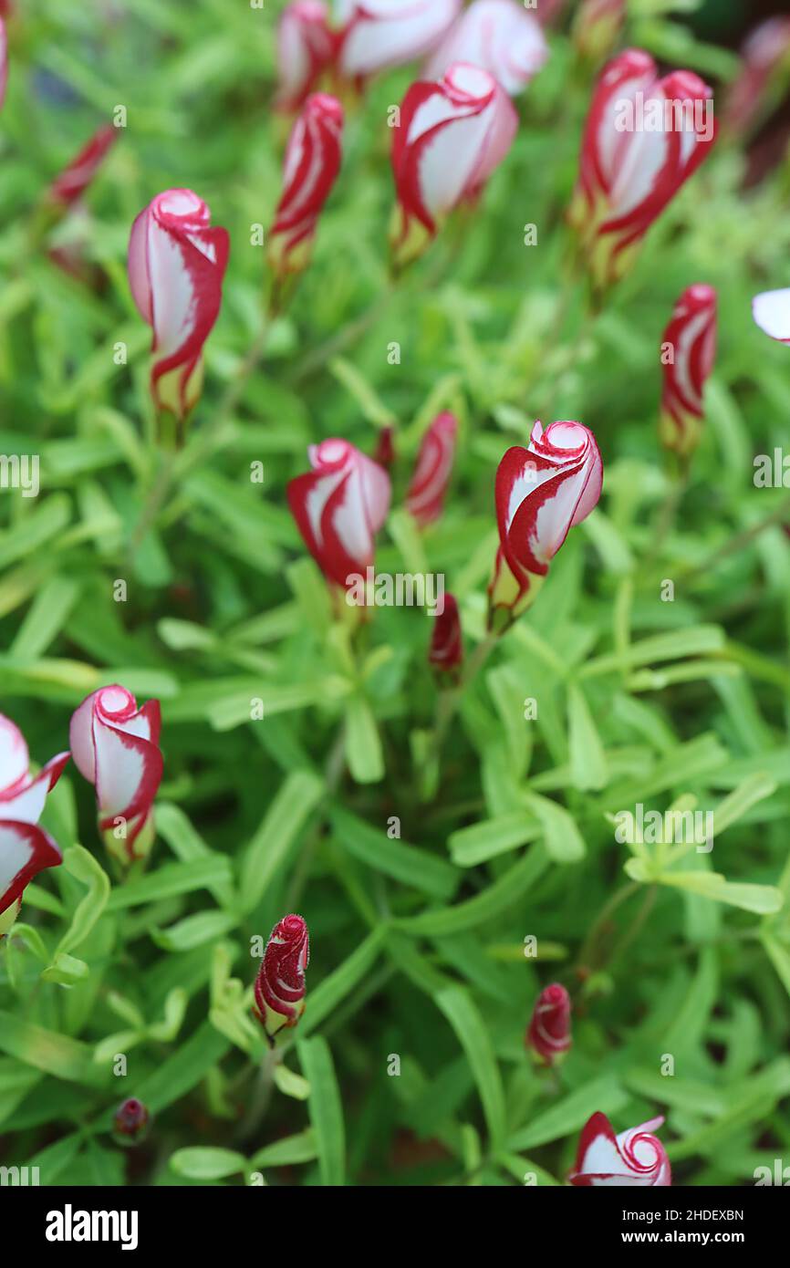 Oxalis versicolor candy cane sorrel – rolled up tubular white flowers ...