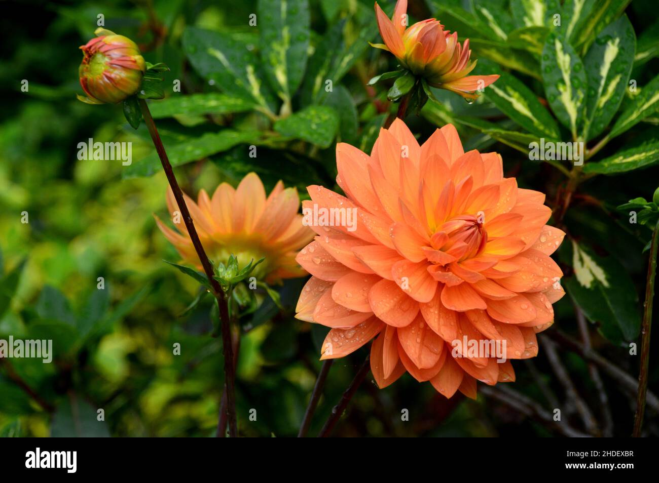 Single Pale Orange (waterlily-style) Dahlia 'Gwyneth' Flower grown in ...
