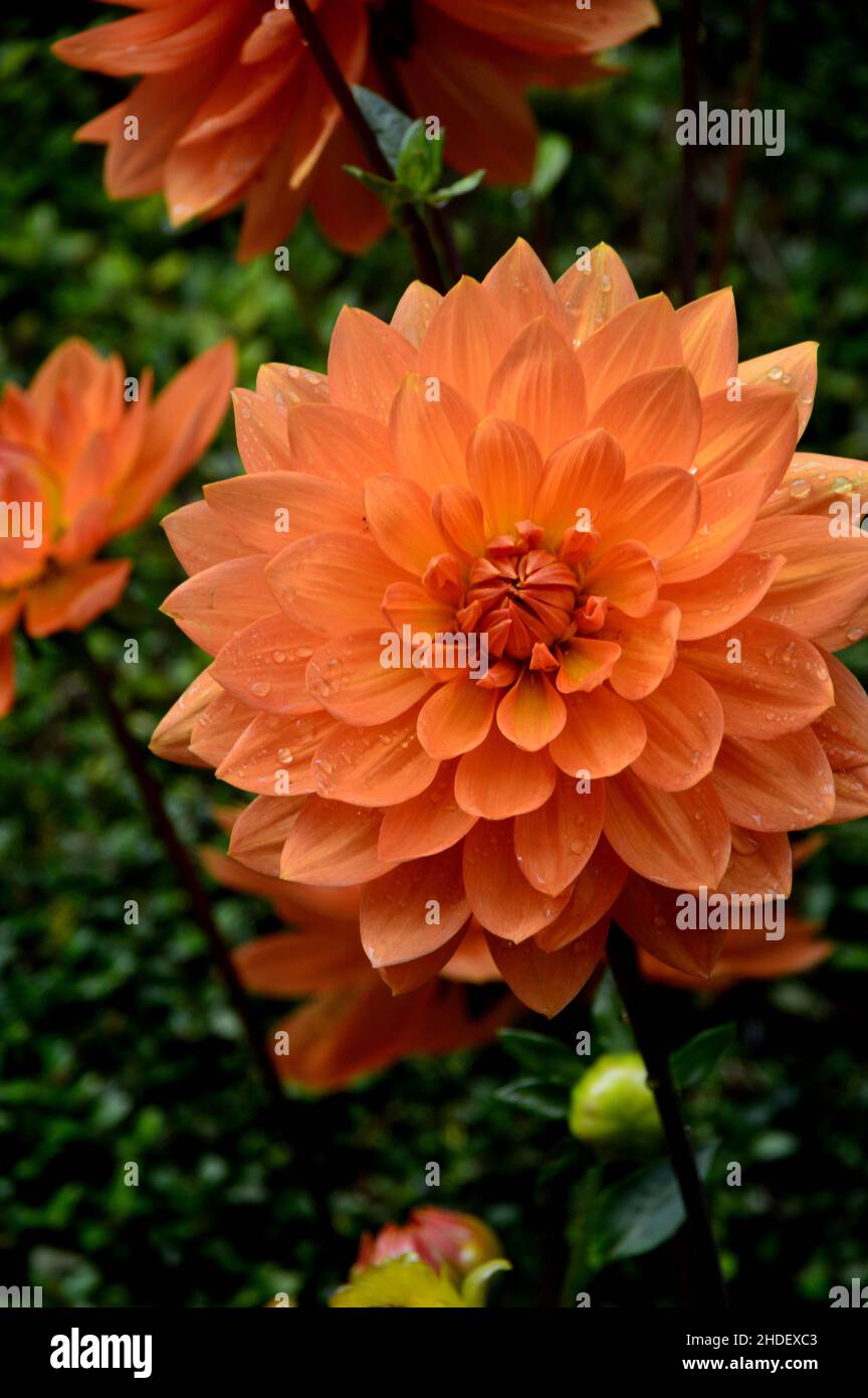 Single Pale Orange (waterlily-style) Dahlia 'Gwyneth' Flower grown in ...