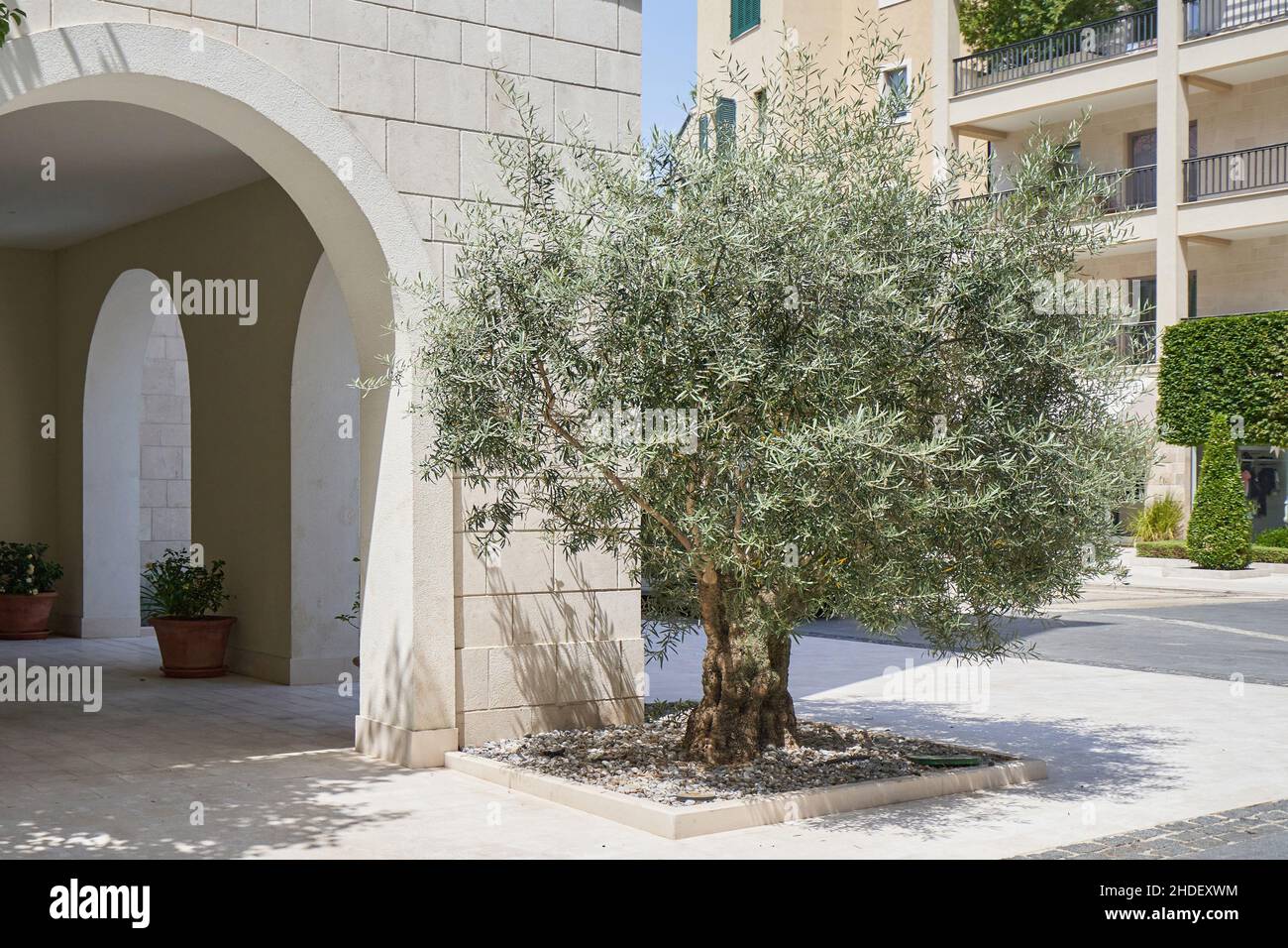 olive tree by urban street in european city Stock Photo - Alamy