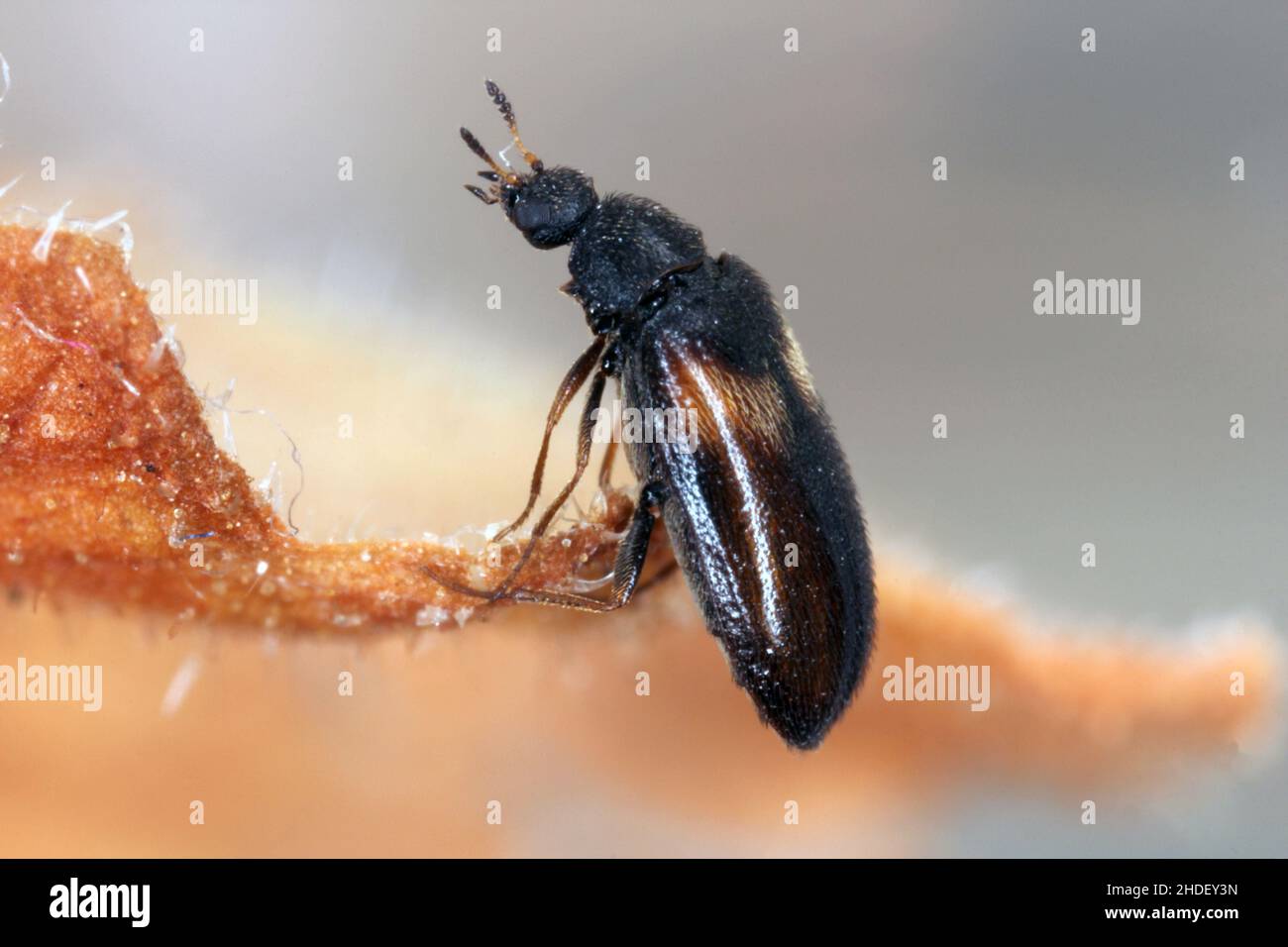 Reesa vespulae from the family Dermestidae - a skin beetles. Pest of ...