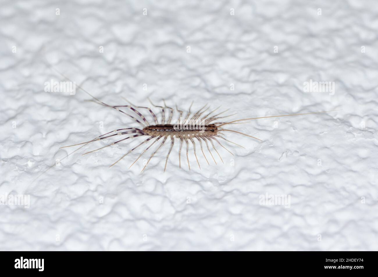 Scutigera coleoptrata on wall. The Flycatcher. Centipede flycatcher ...