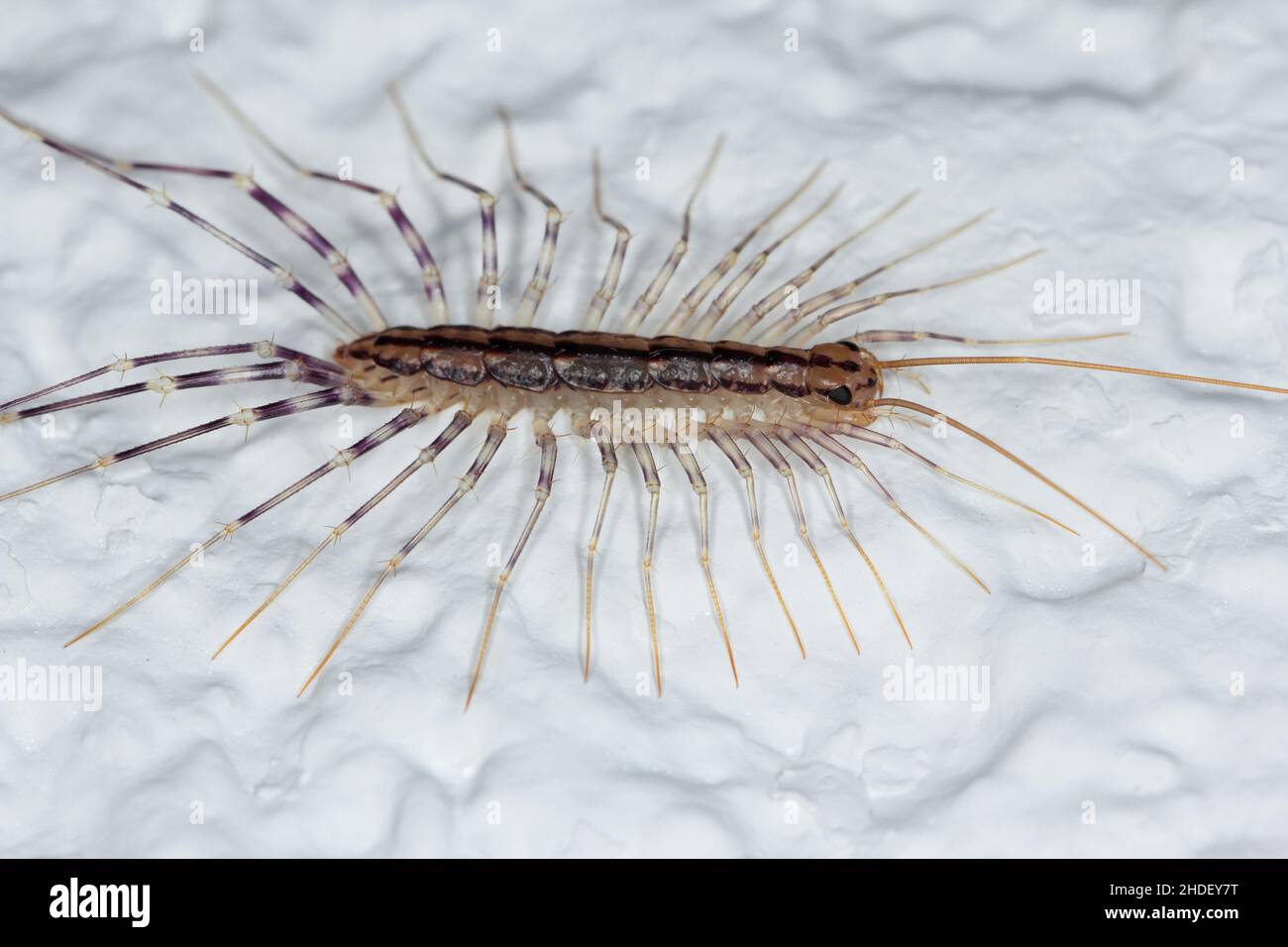 The human centipede hi-res stock photography and images - Alamy