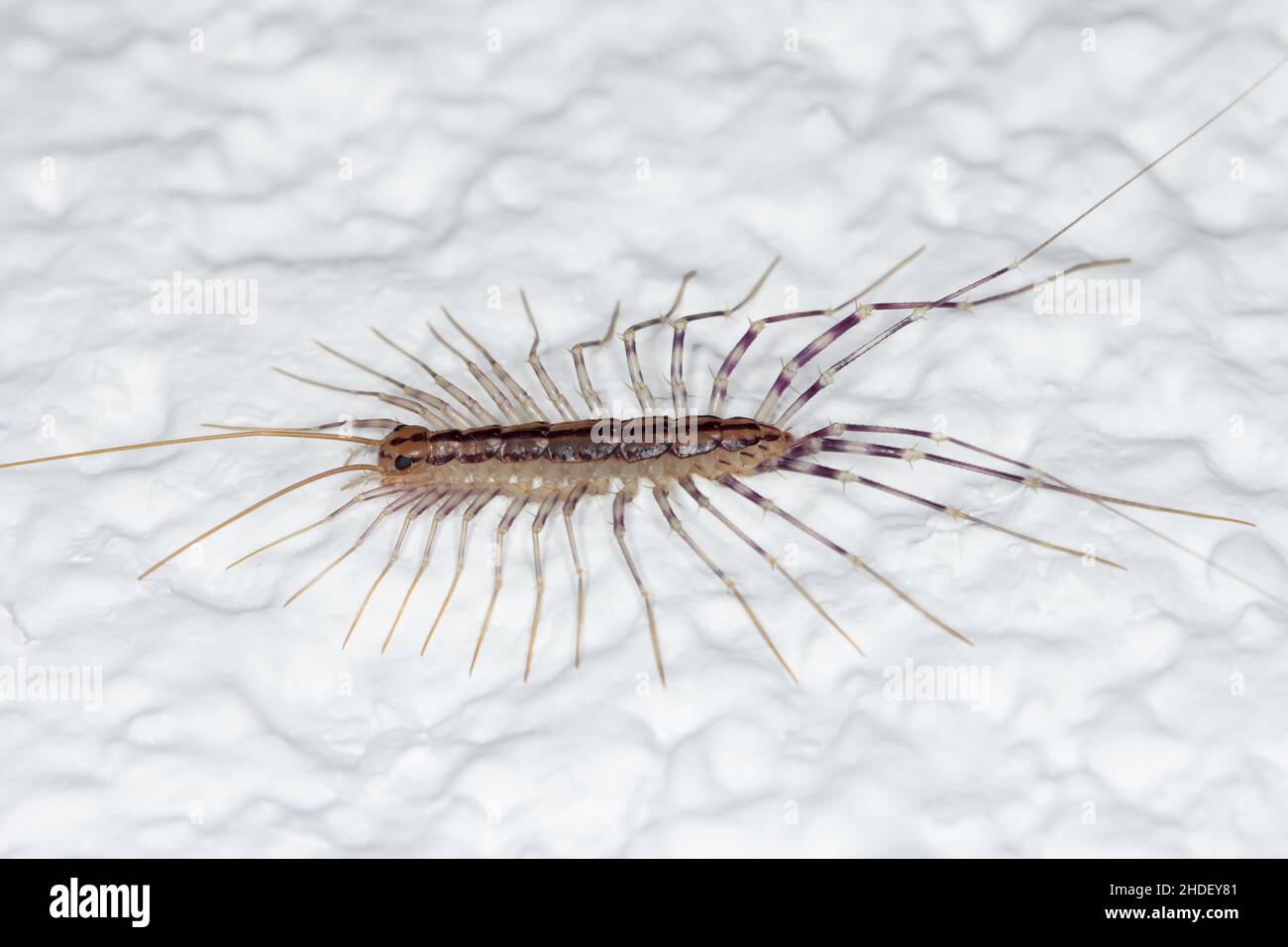 Scutigera coleoptrata on wall. The Flycatcher. Centipede flycatcher ...