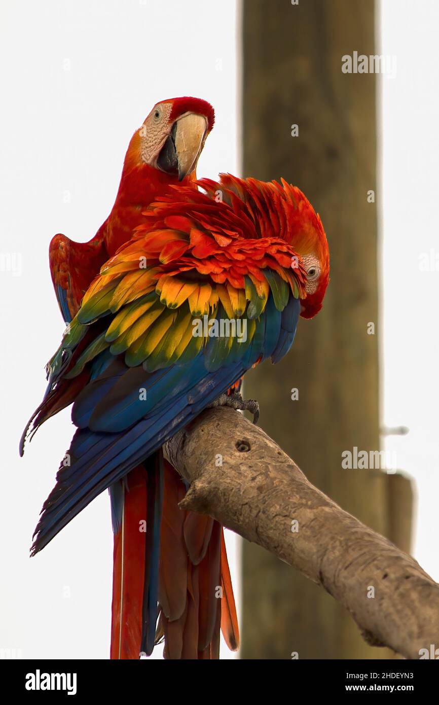A couple of scarlet macaws on a branch. Captured at a bird sanctuary ...