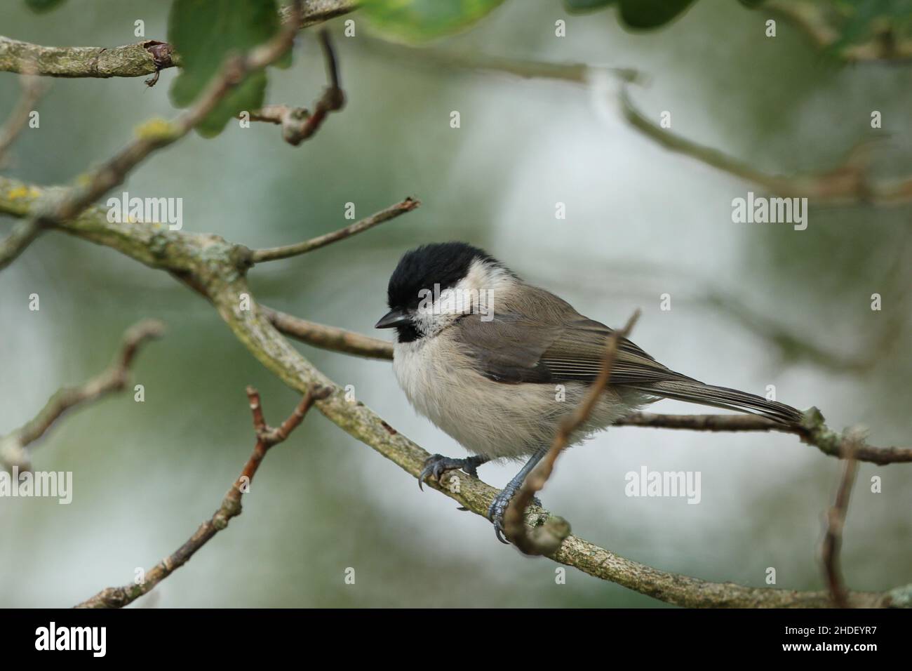 Marsh tit, photographed along a deciduous tree belt next to a river ...