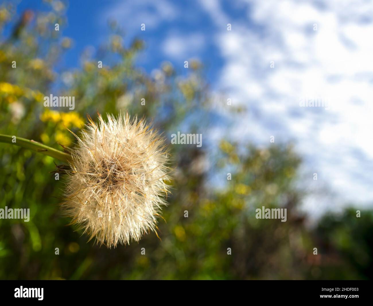 Wide angle close -up photography of a false dandelion seed puff against ...