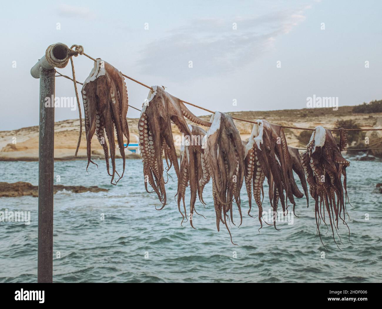 Dead octopuses hi-res stock photography and images - Alamy