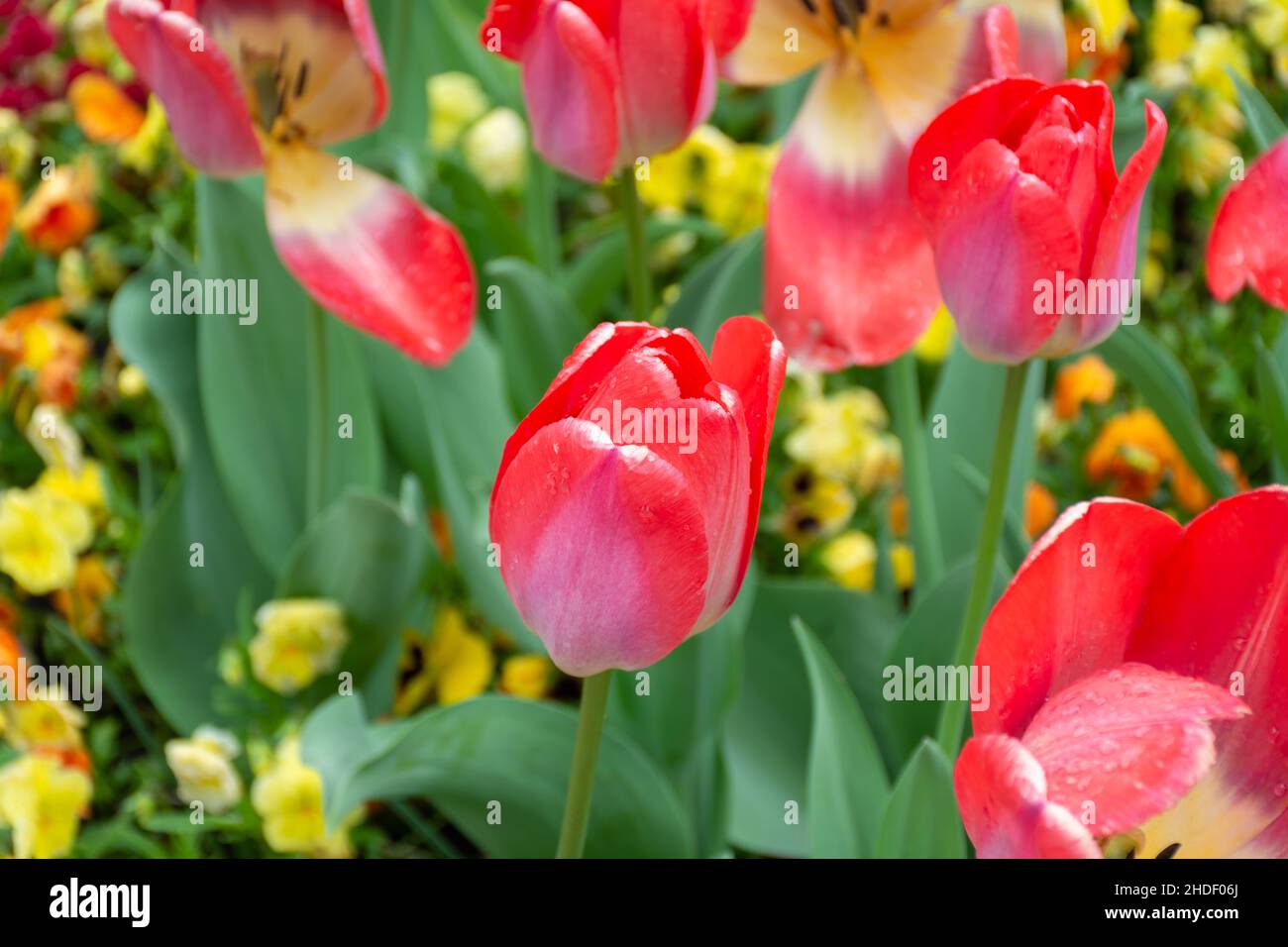 Isolated Red tulip in the tulip field. Selective focus on the red tulip ...
