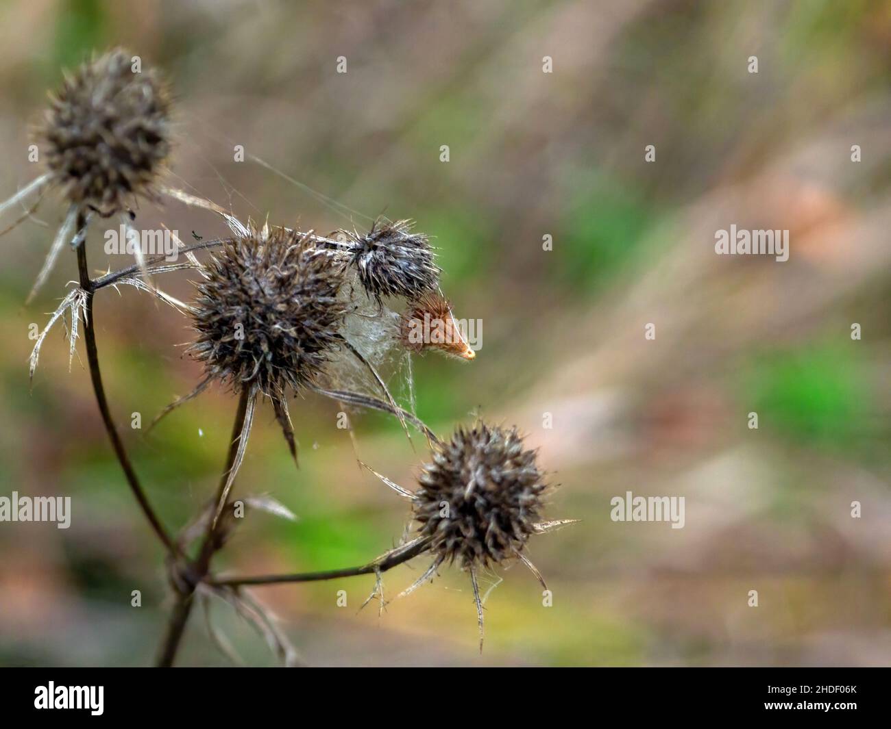 dry burdock thorns on the bushes, in autumn Stock Photo - Alamy