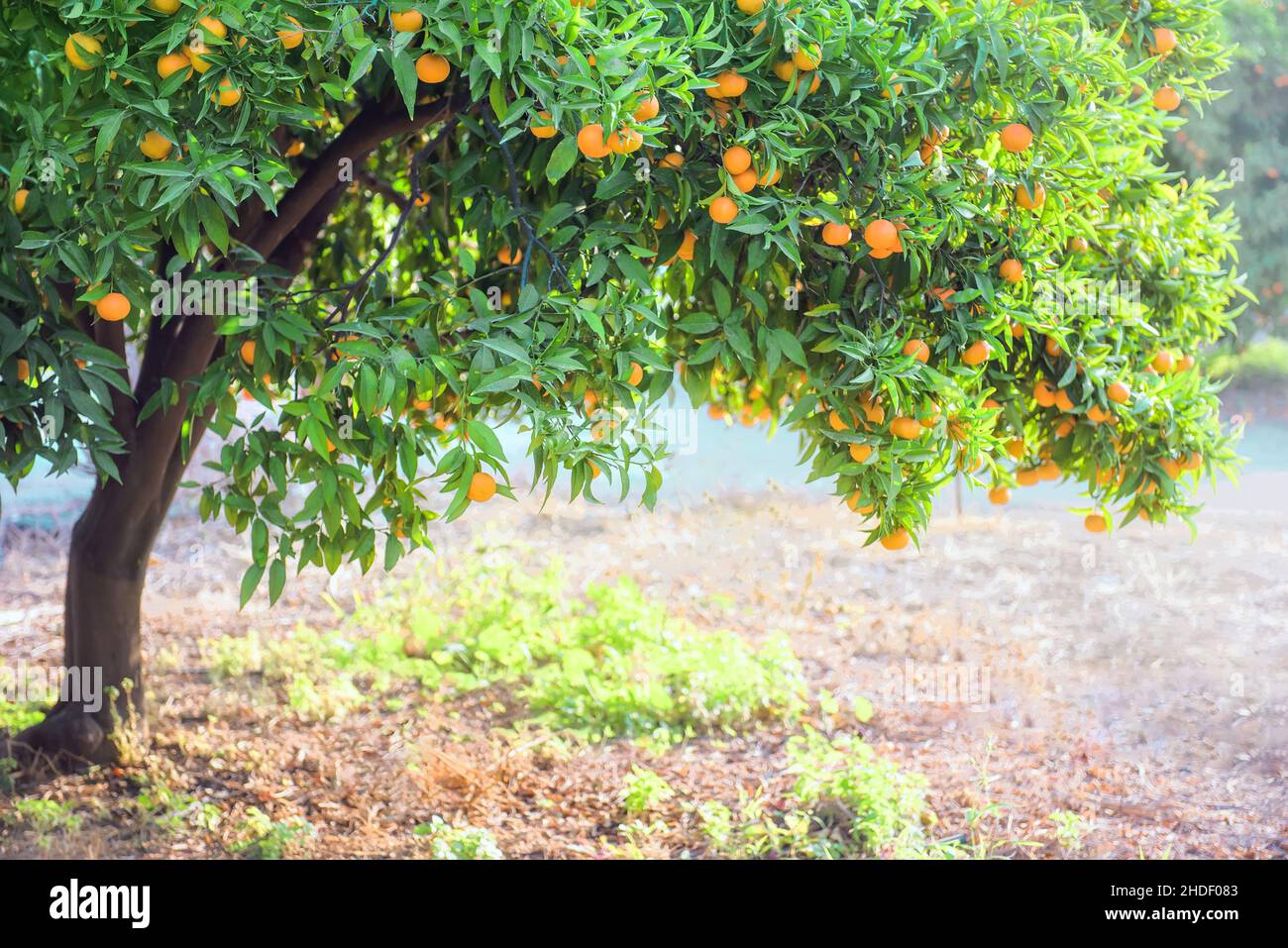 Mandarin orange tree with fruits in citrus orchard during harvest time ...