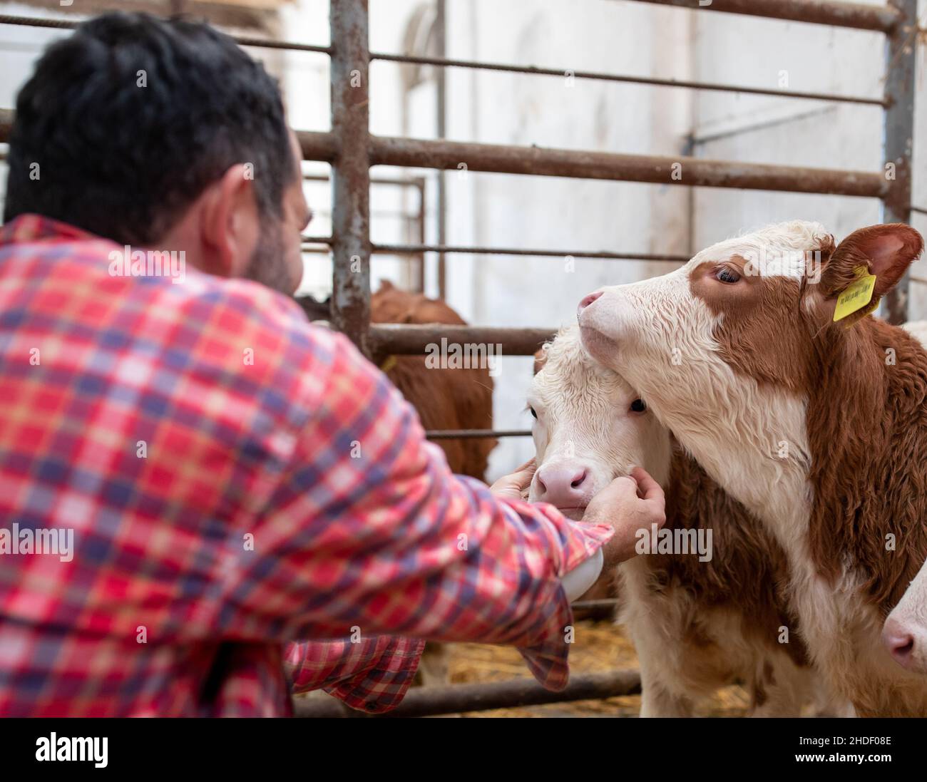 Male farmer cuddling cute calves simmental cattle in dairy farm Stock ...