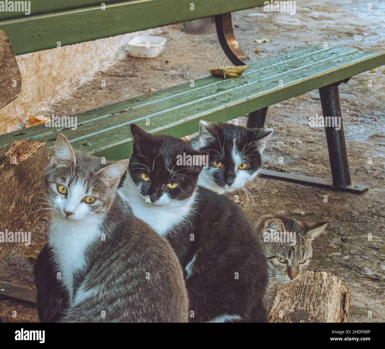 Cats hanging together hi-res stock photography and images - Alamy