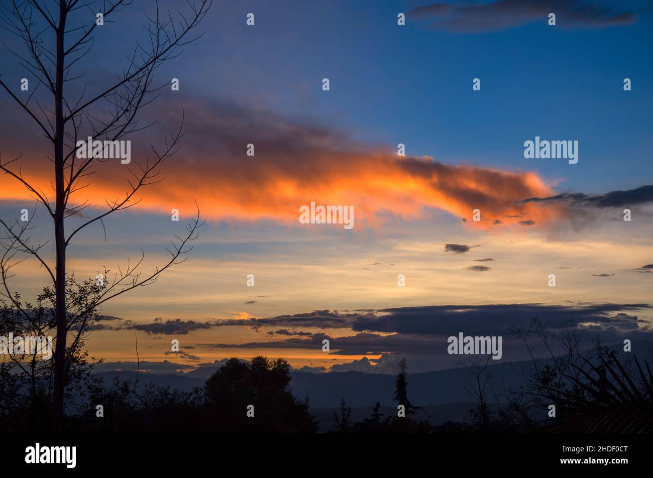 The silhouette of an agave plant mast at sunset on the highlands of the ...